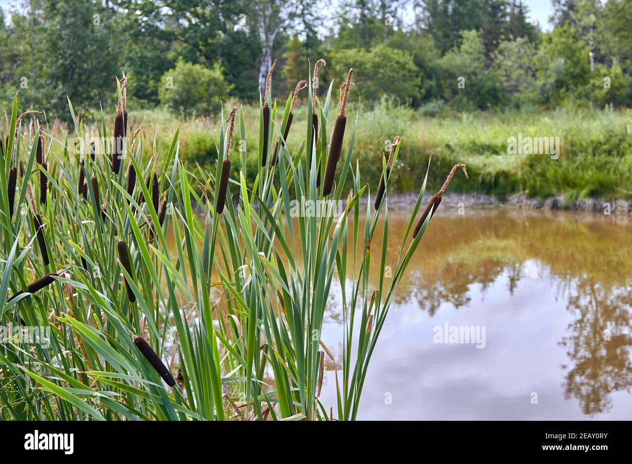 The shore of a pond hi-res stock photography and images - Alamy
