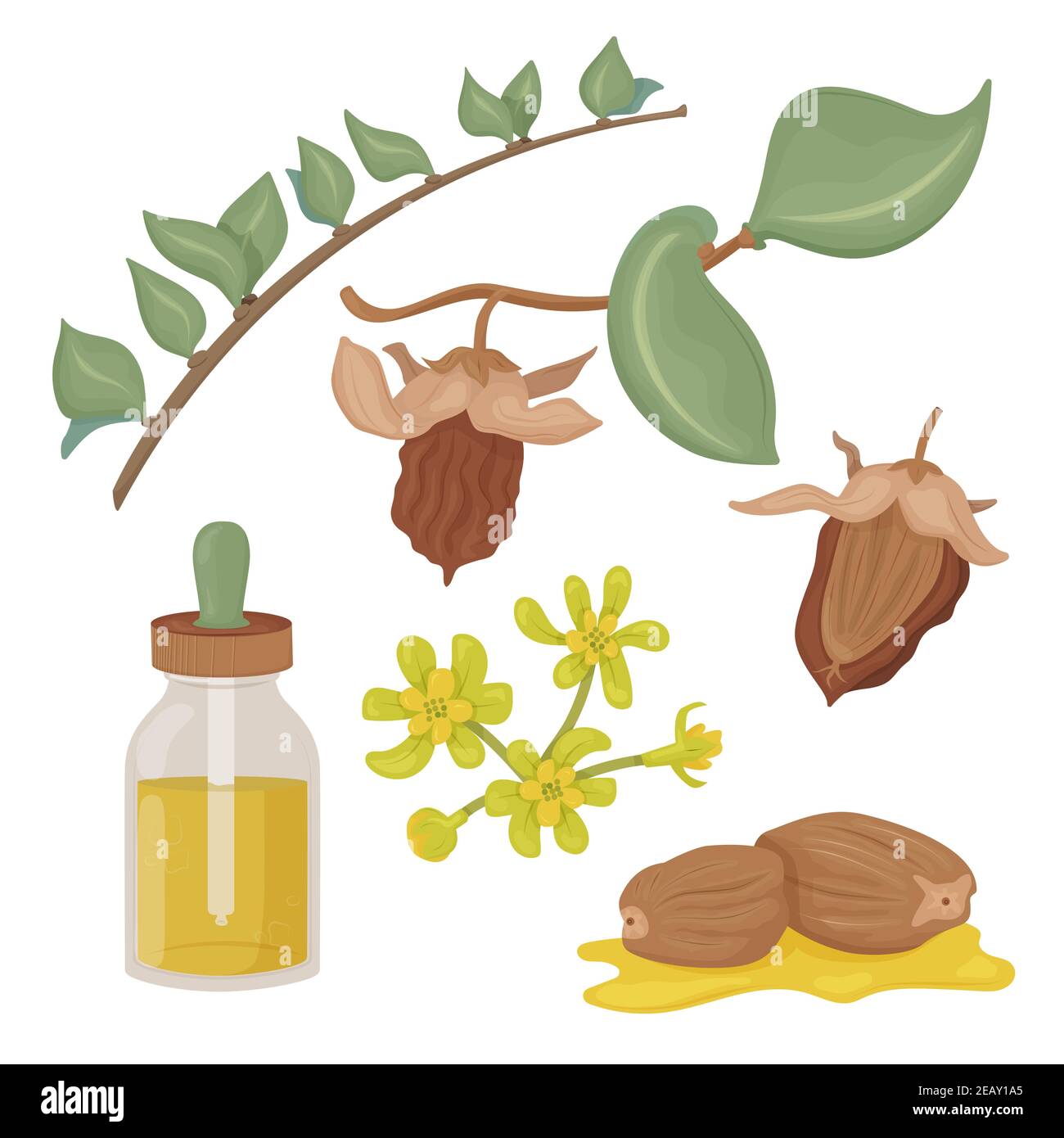 Detailed jojoba element collection Vector illustration Stock Vector ...