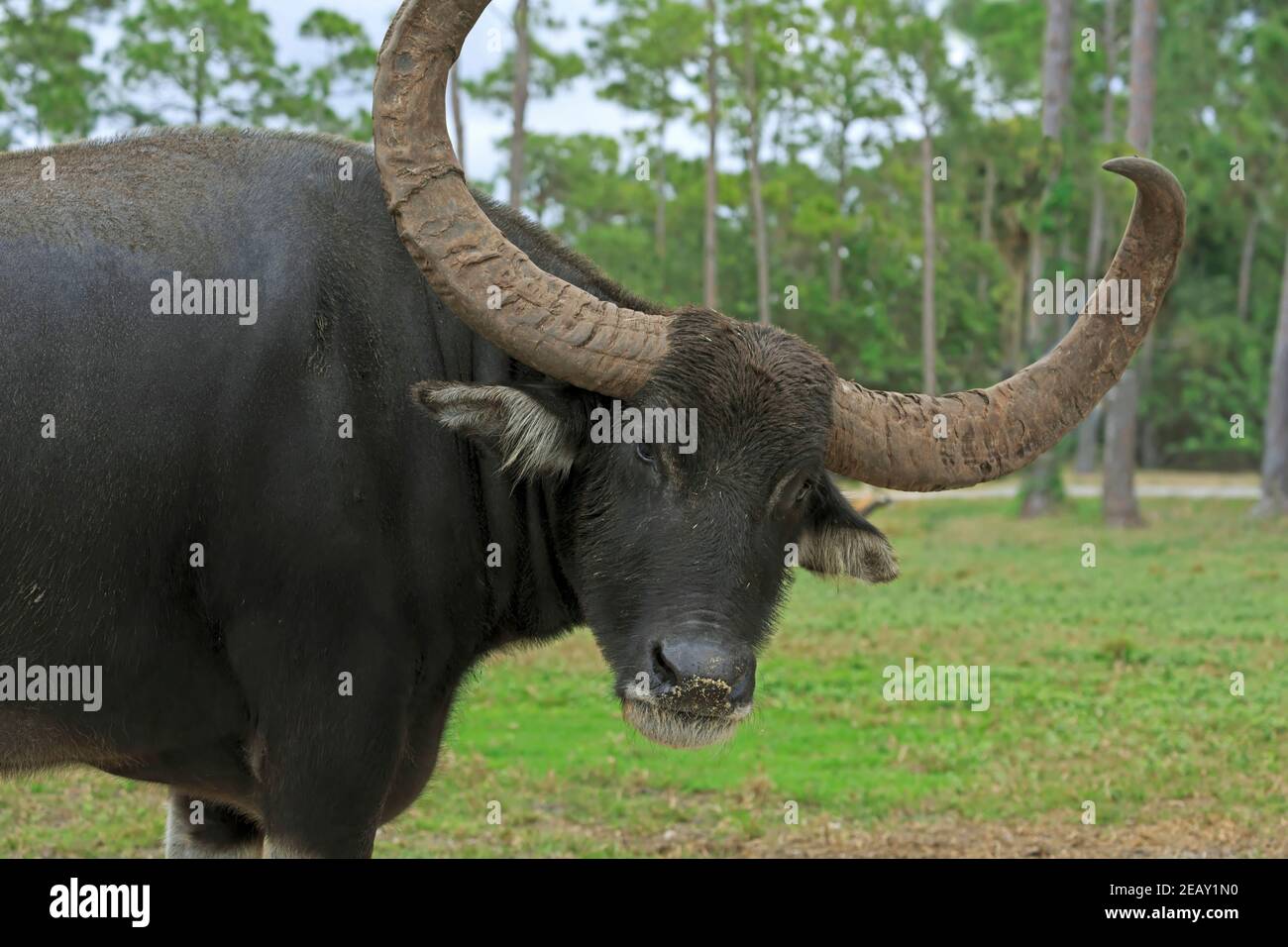 Asian water buffalo hi-res stock photography and images - Alamy