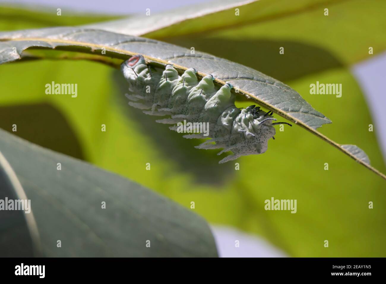 Atlas moth attacus atlas hi-res stock photography and images - Alamy
