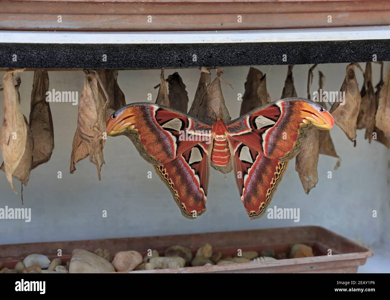 Atlas moth, Attacus atlas. An Atlas moth newly emerged from its pupa ...