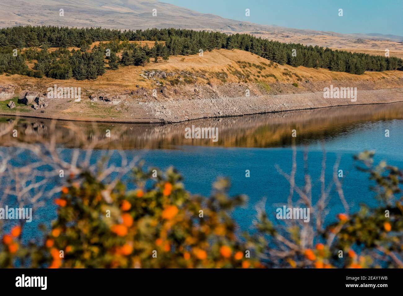 Beautiful landscape of reservoir with lots of spruces, colorful flowers ...