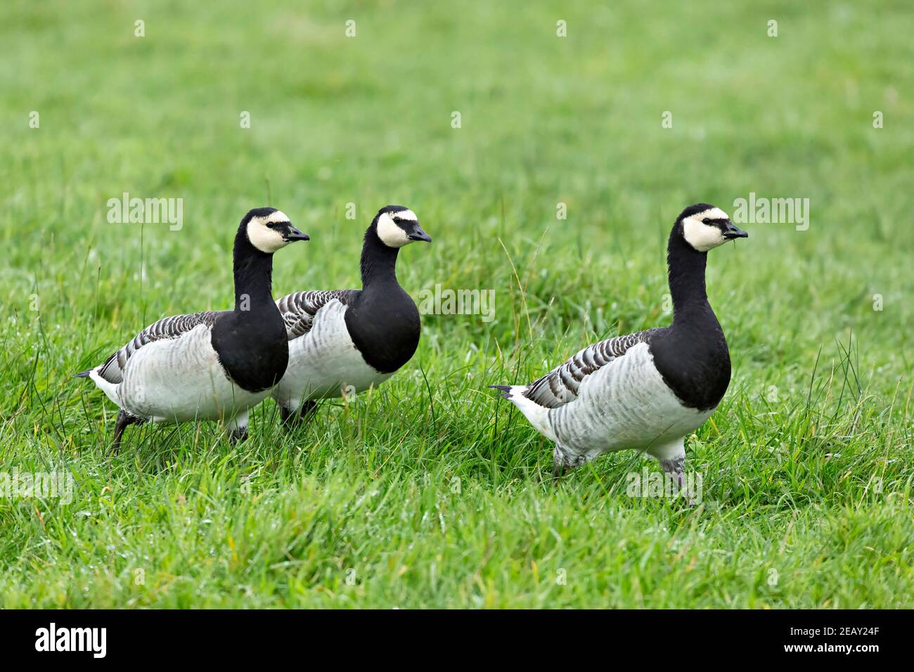 Native geese hi-res stock photography and images - Alamy