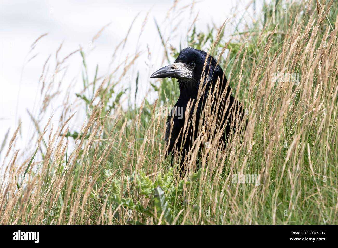 Crow eating insects hi-res stock photography and images - Alamy