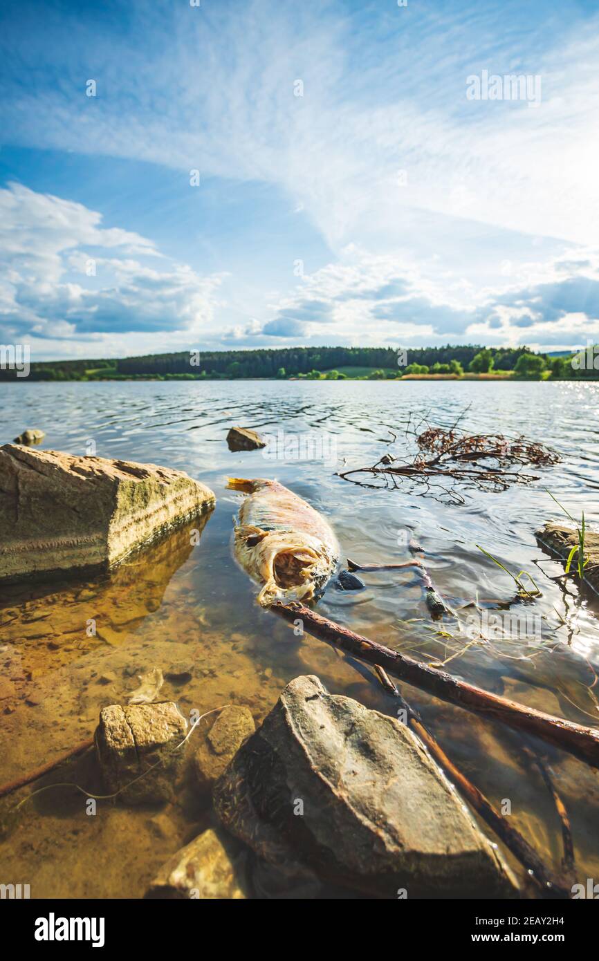 Death fish and waste water hi-res stock photography and images - Alamy