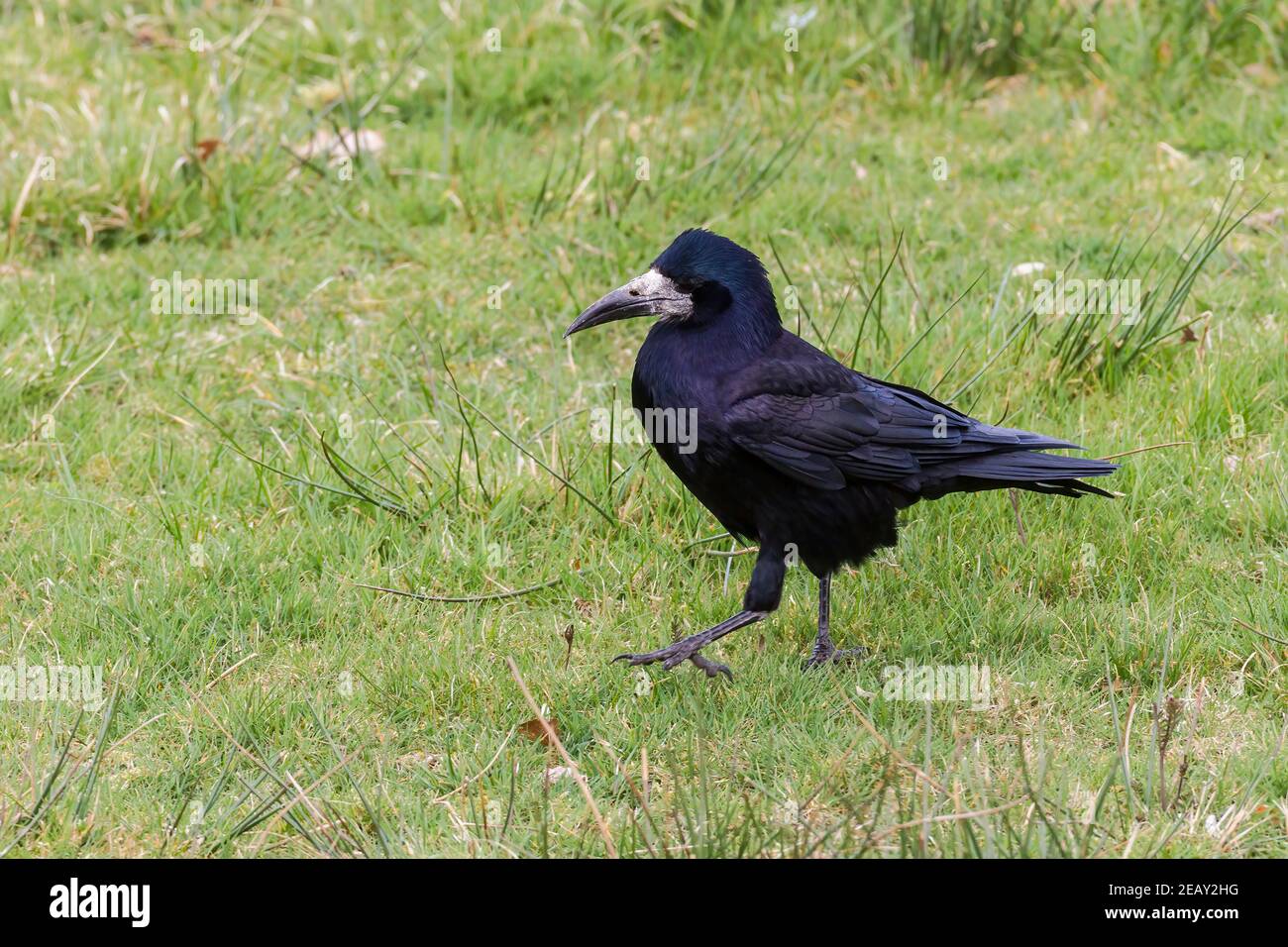 Rook young hi-res stock photography and images - Alamy