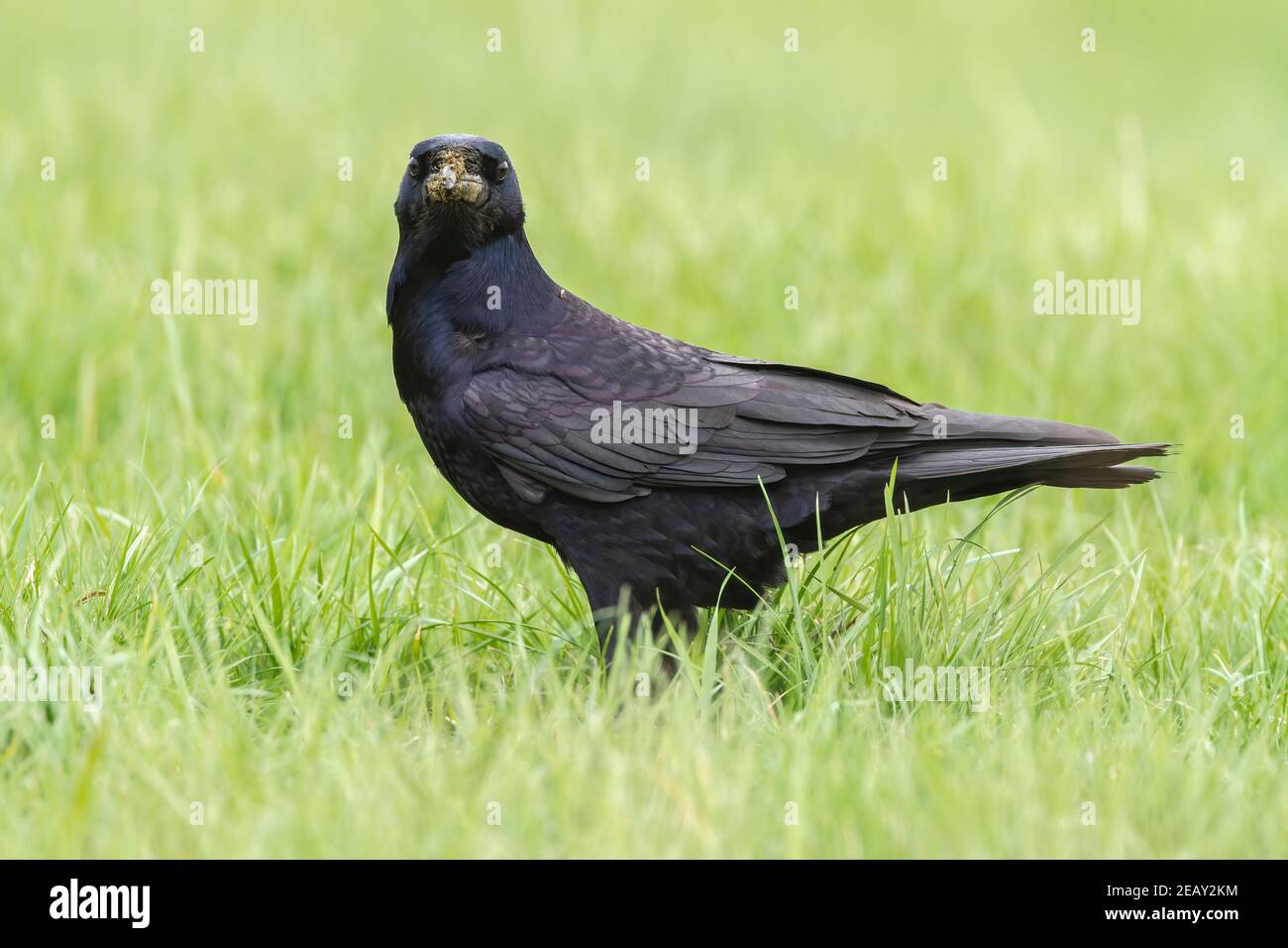 Rooks eating hi-res stock photography and images - Alamy