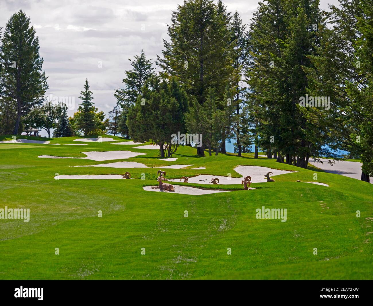 Rocky Mountain Bighorn sheep, Ovis canadensis. A bachelor group of ...