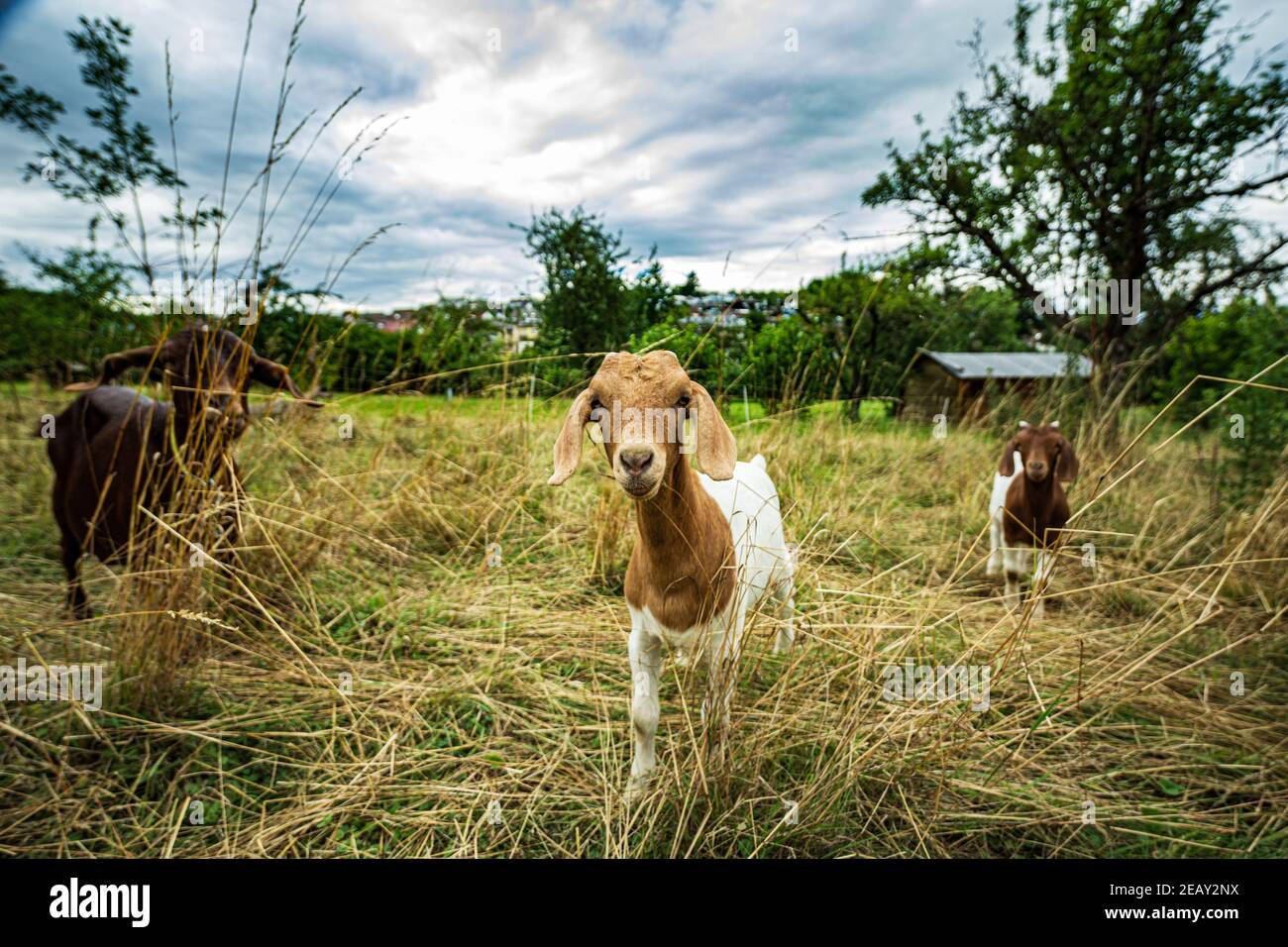 Goats eating grass on pasture hi-res stock photography and images - Alamy