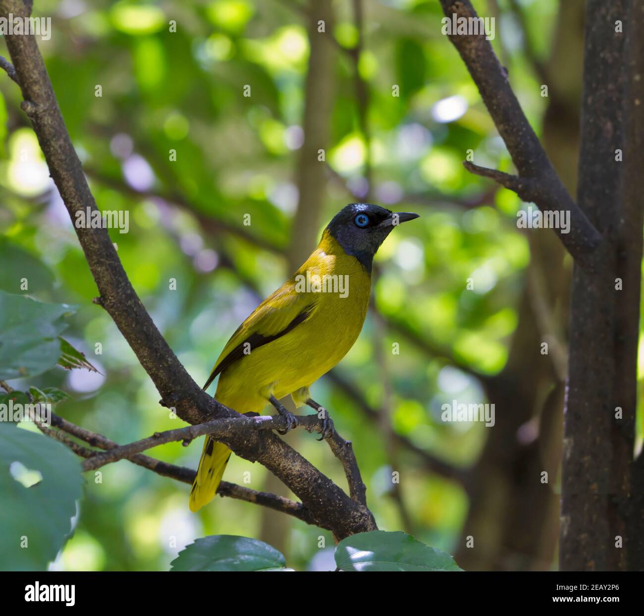 Black-headed Bulbul, Pycnonotus atriceps Stock Photo - Alamy