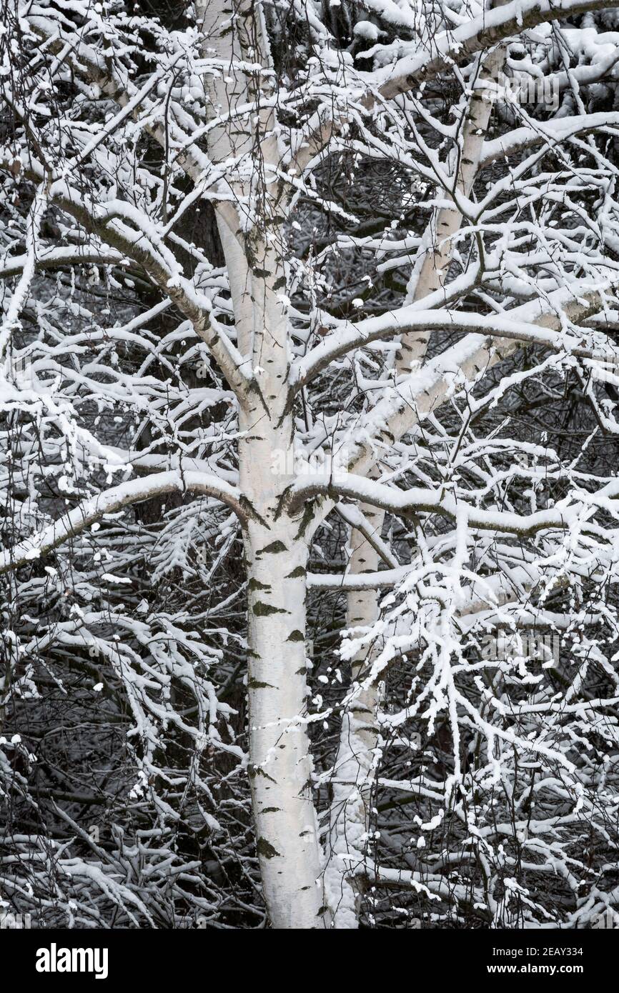 Silver Birch Trees Winter High Resolution Stock Photography and Images ...