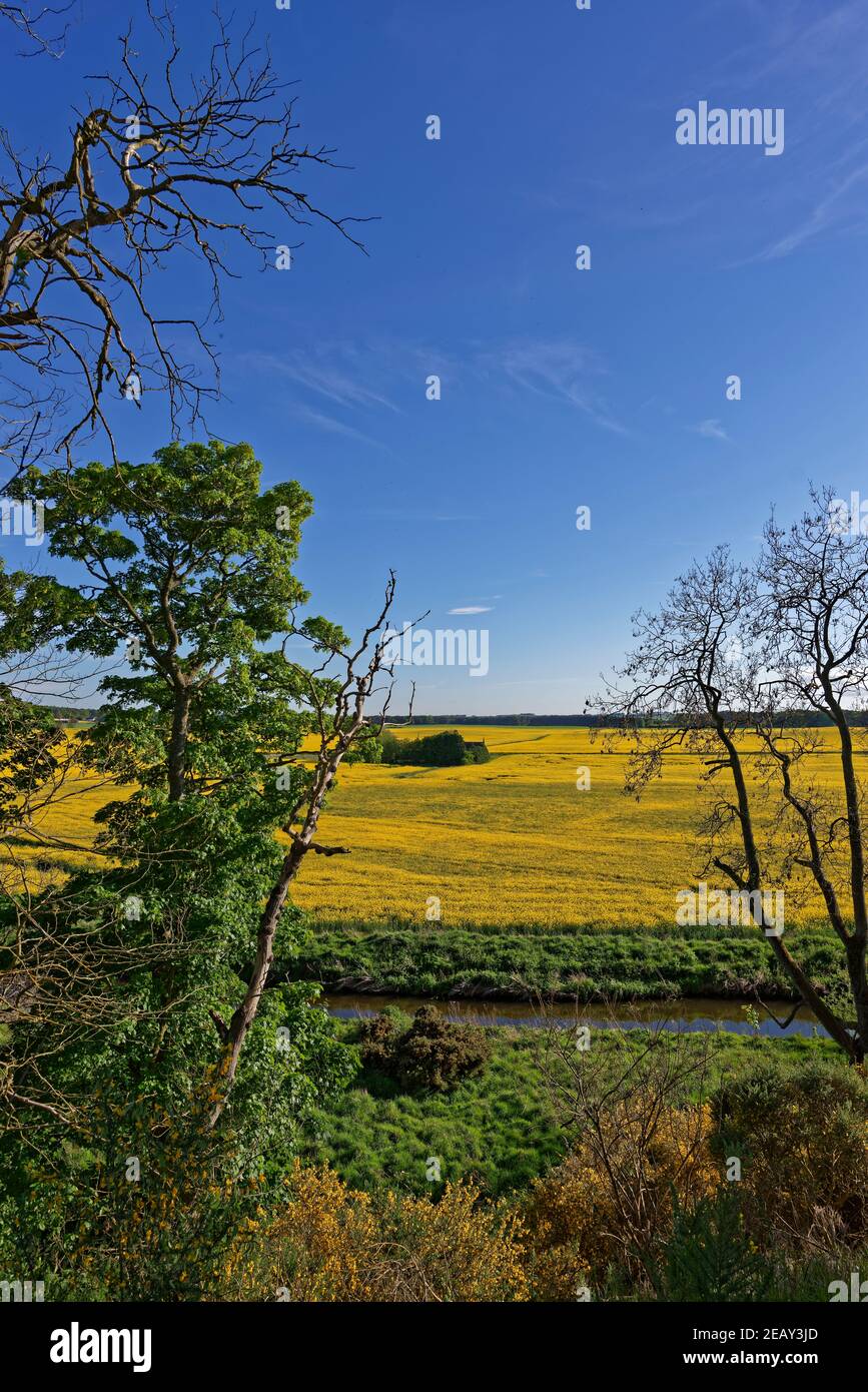 Fields of Yellow Rapeseed Flowers seen on gently rolling farmland ...