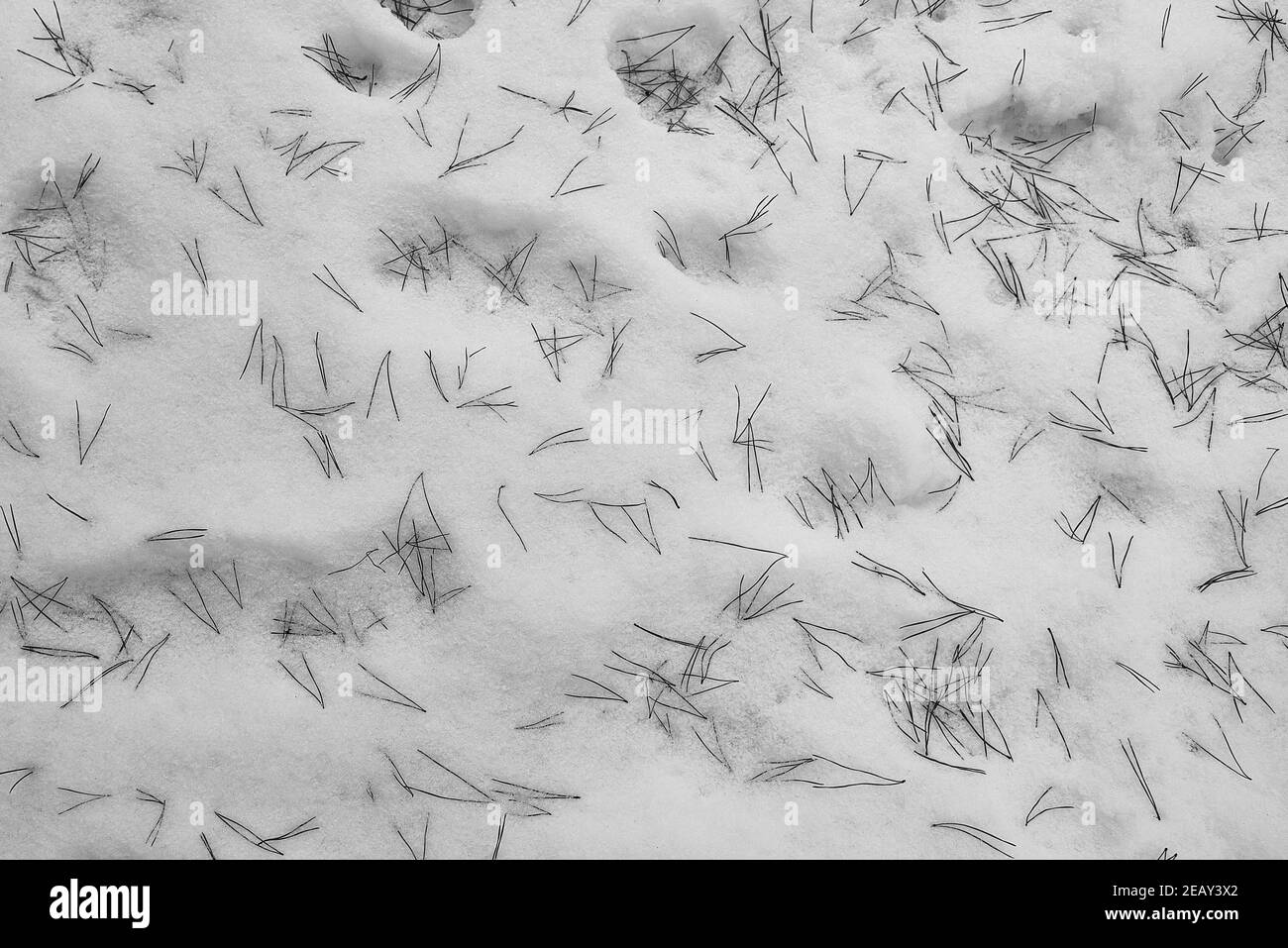 Festive spruce Black and White Stock Photos & Images - Alamy
