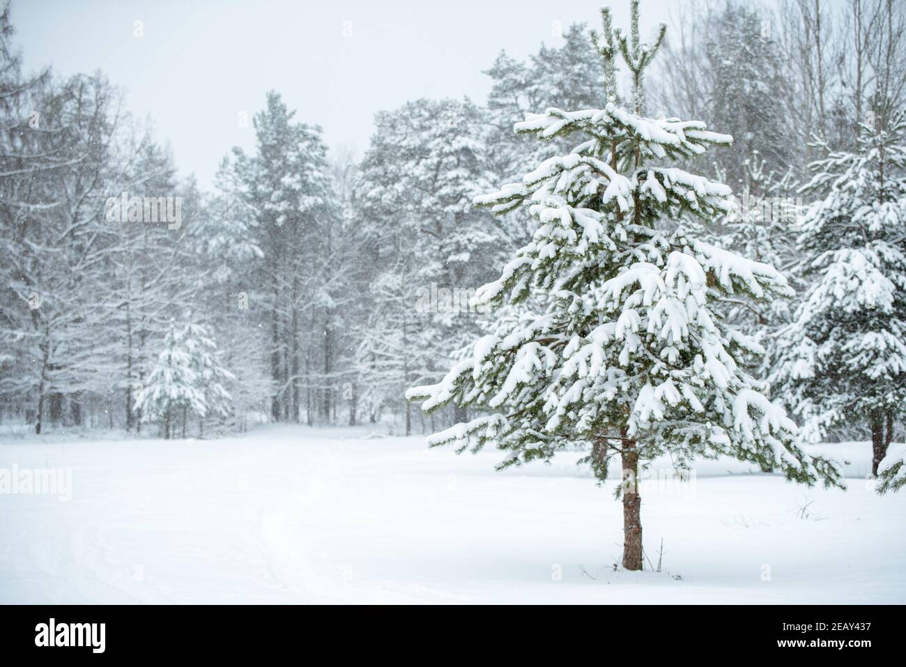 Winter landscape with snowy trees and snowflakes. Christmas concept ...