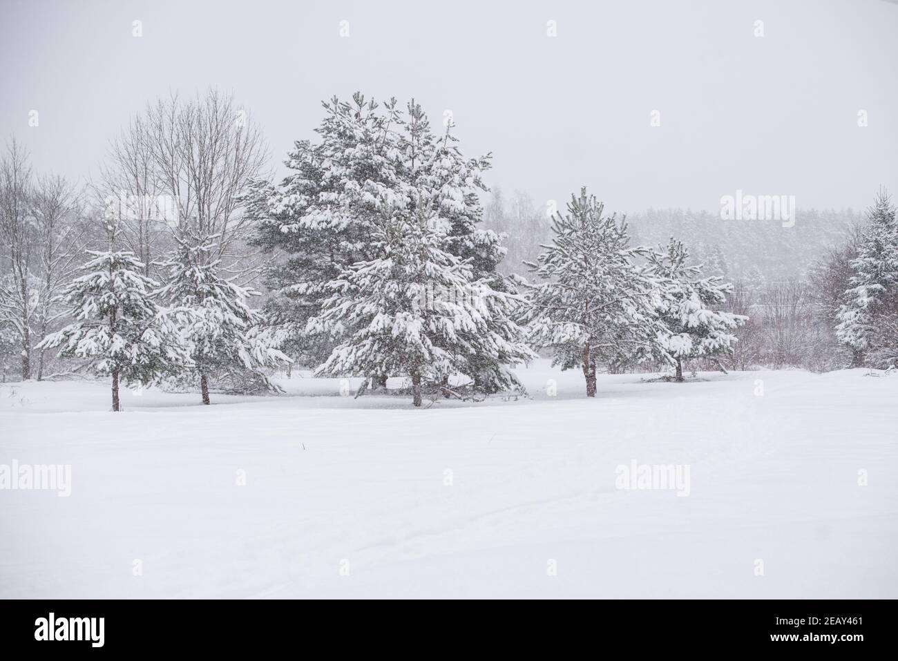 Winter landscape with snowy trees and snowflakes Stock Photo - Alamy