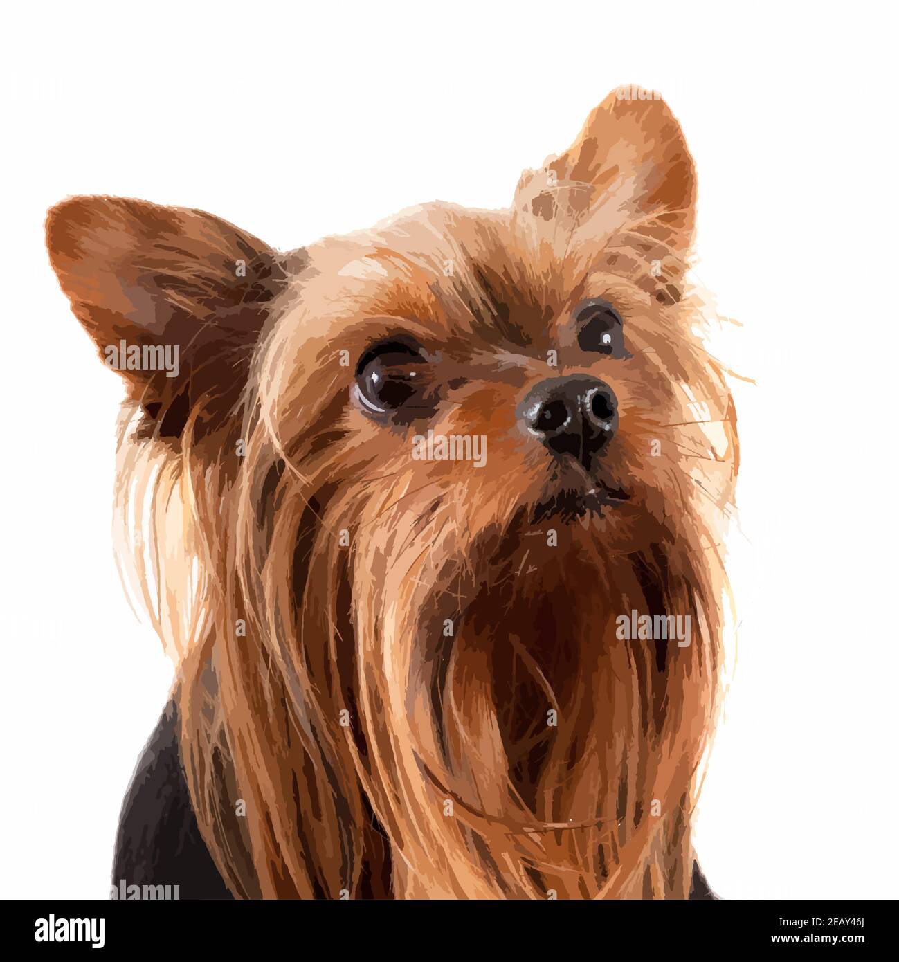 Yorkshire terrier face. Dog head. Yorkshire terrier portrait. Dog breed ...