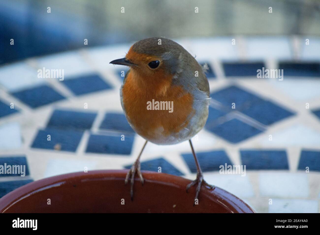 Cute robin hi-res stock photography and images - Alamy