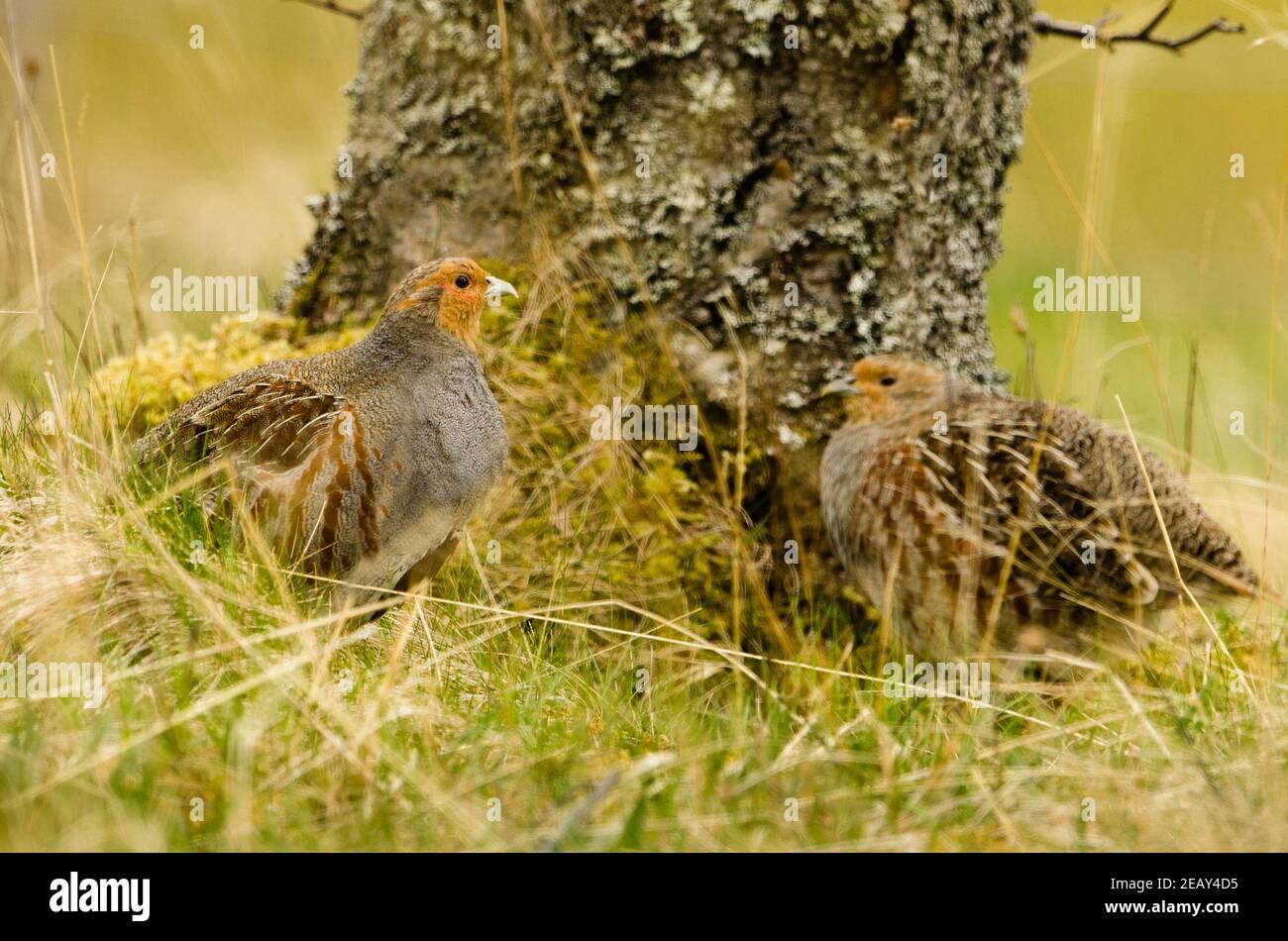 Grey partridge pair hi-res stock photography and images - Alamy