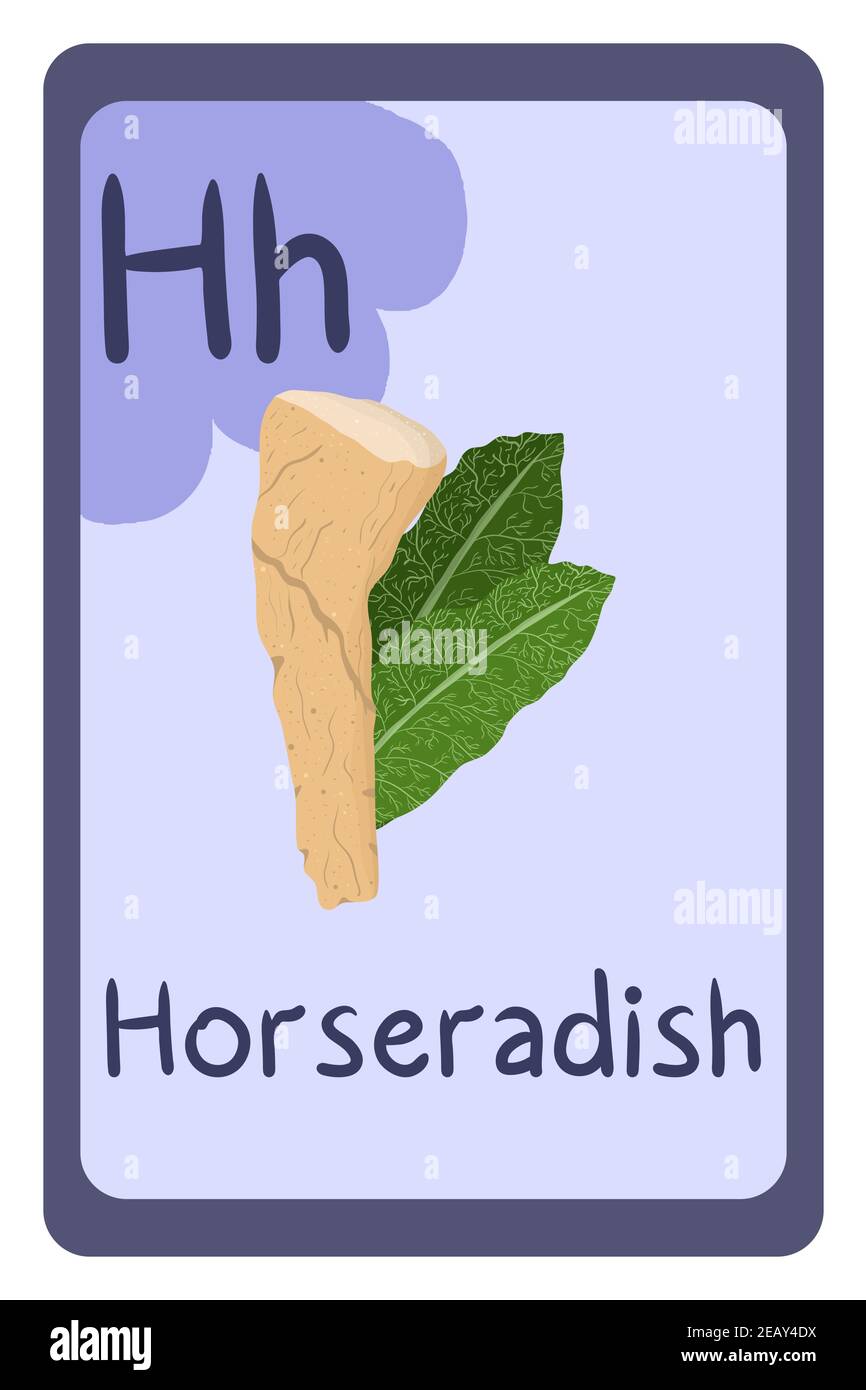 Abc food education flash card, Letter H - horseradish. Cartoon design ...