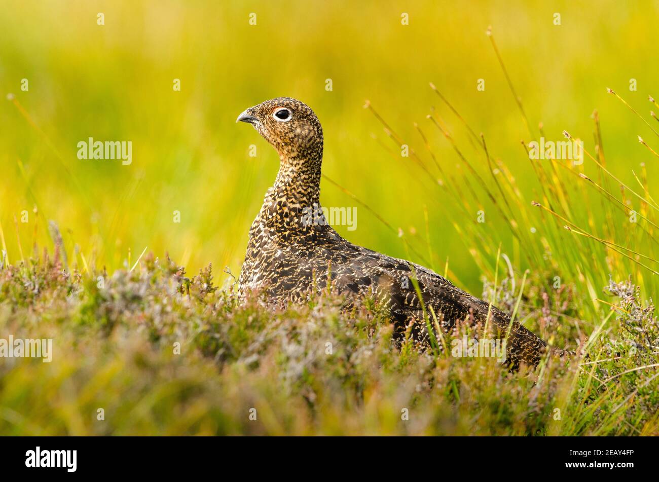 Red grouse portrait hi-res stock photography and images - Alamy