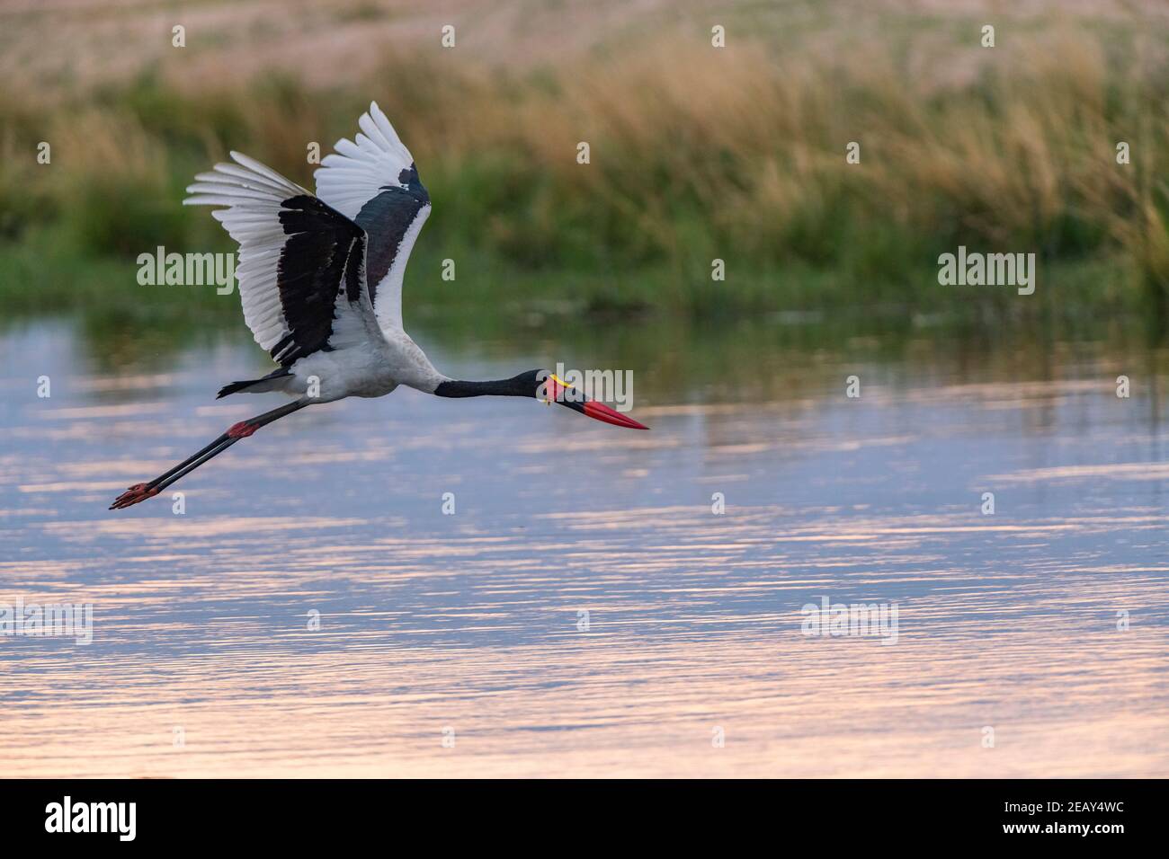 Stork in action hi-res stock photography and images - Alamy