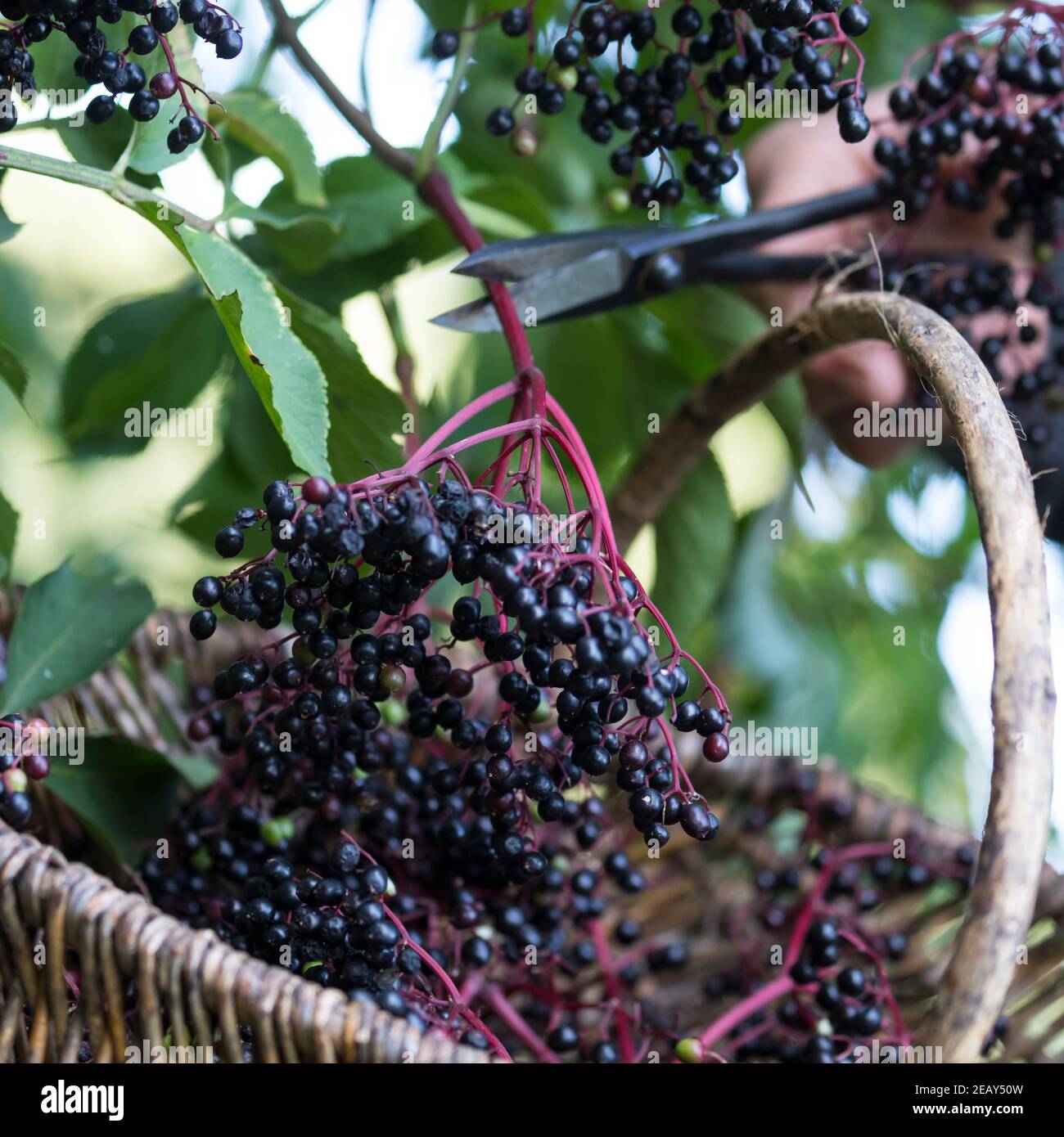 Holunder-Ernte, Holunderernte, Fliederbeer-Ernte, Fliederbeerernte ...