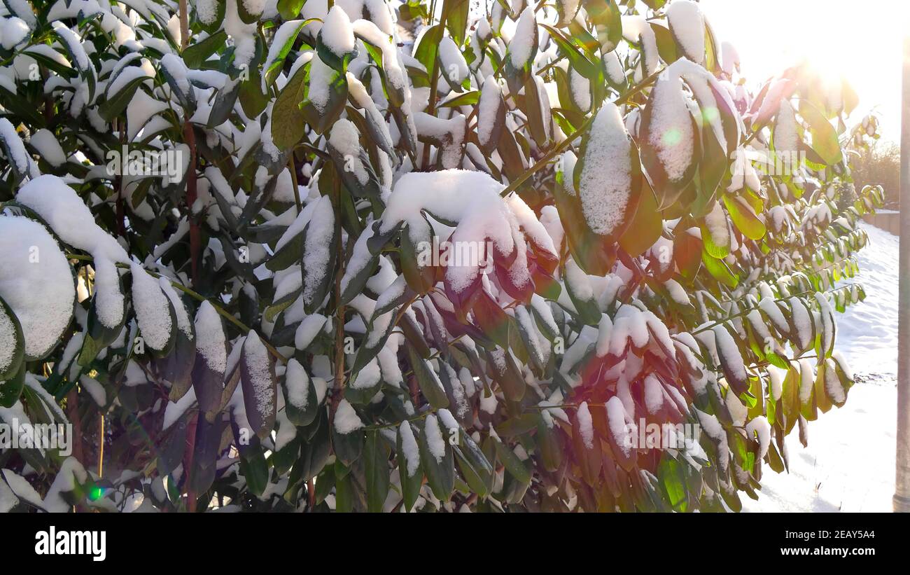 Laurel leaves frost hi-res stock photography and images - Alamy