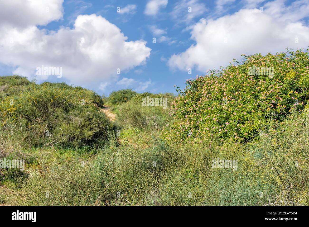 Green grass and flowering bushes against the sky with clouds. Landscape ...