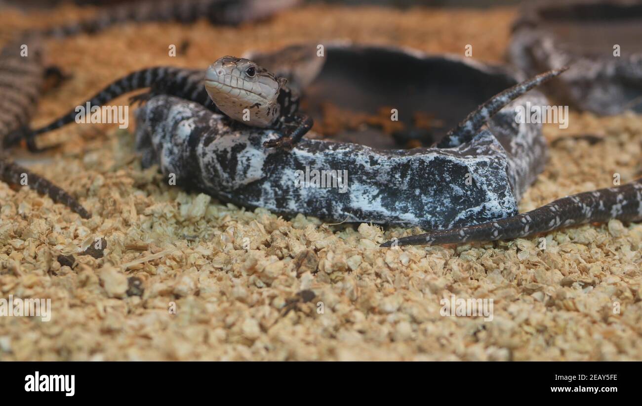 Baby lizards chilling in terrarium. Small lizard lying and resting ...
