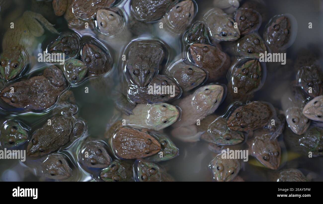 Frogs in dirty water on market. Top view of many frogs swimming in ...