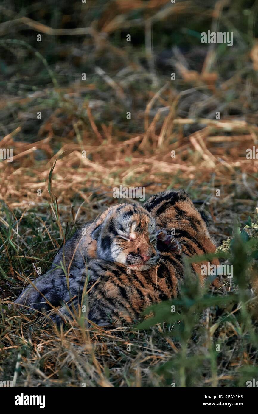 Small newborn tiger cubs in the grass. Little kittens Stock Photo - Alamy