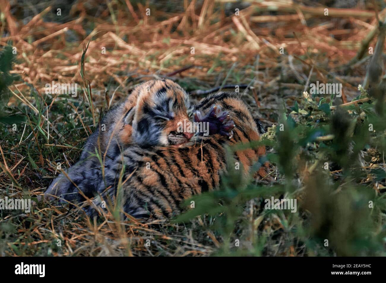 Newborn tiger cub hi-res stock photography and images - Alamy