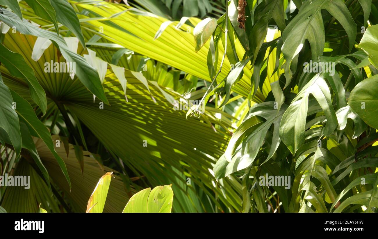 Wild, vivid vegetation of deep misty tropical wood. Jungle landscape ...