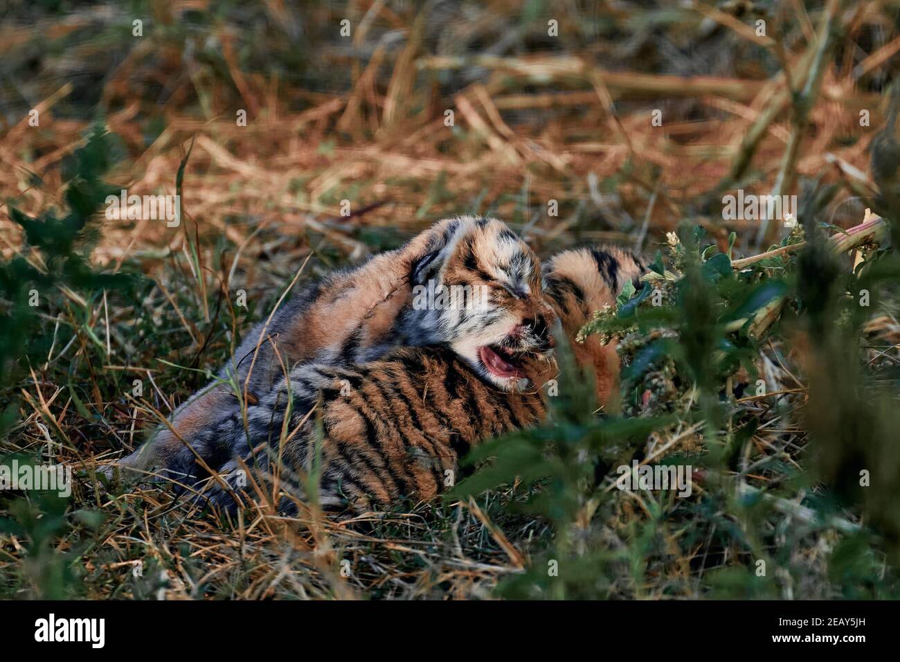Newborn tiger cub hi-res stock photography and images - Alamy