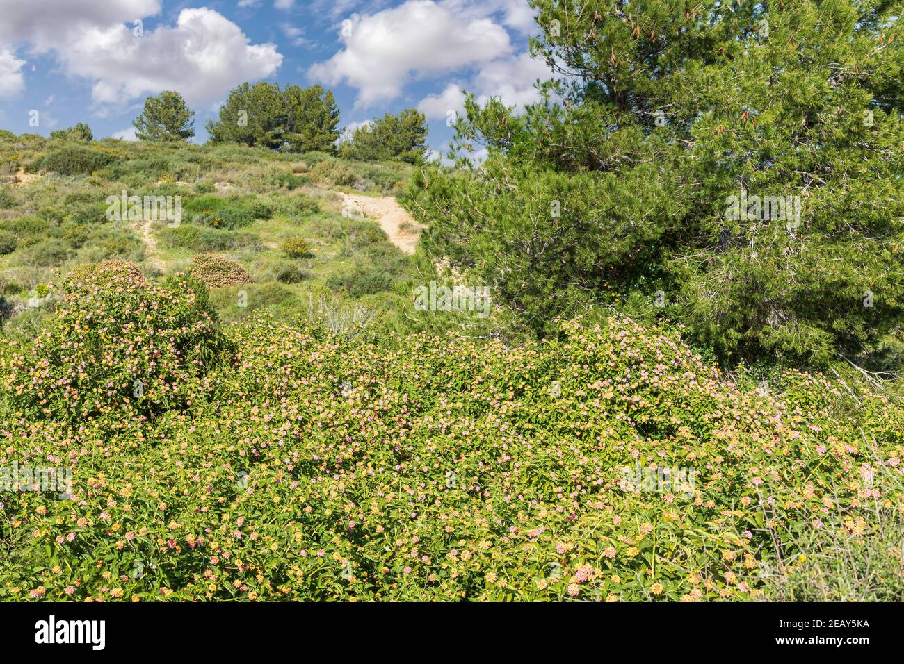Green grass and flowering bushes against the sky with clouds. Landscape ...