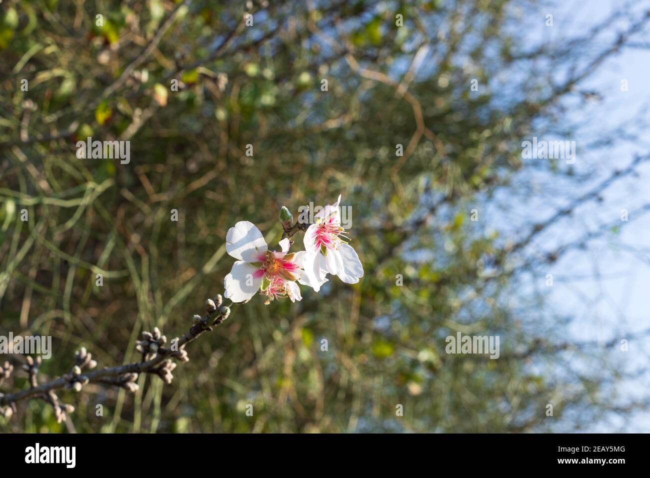 White almond tree flower hi-res stock photography and images - Alamy
