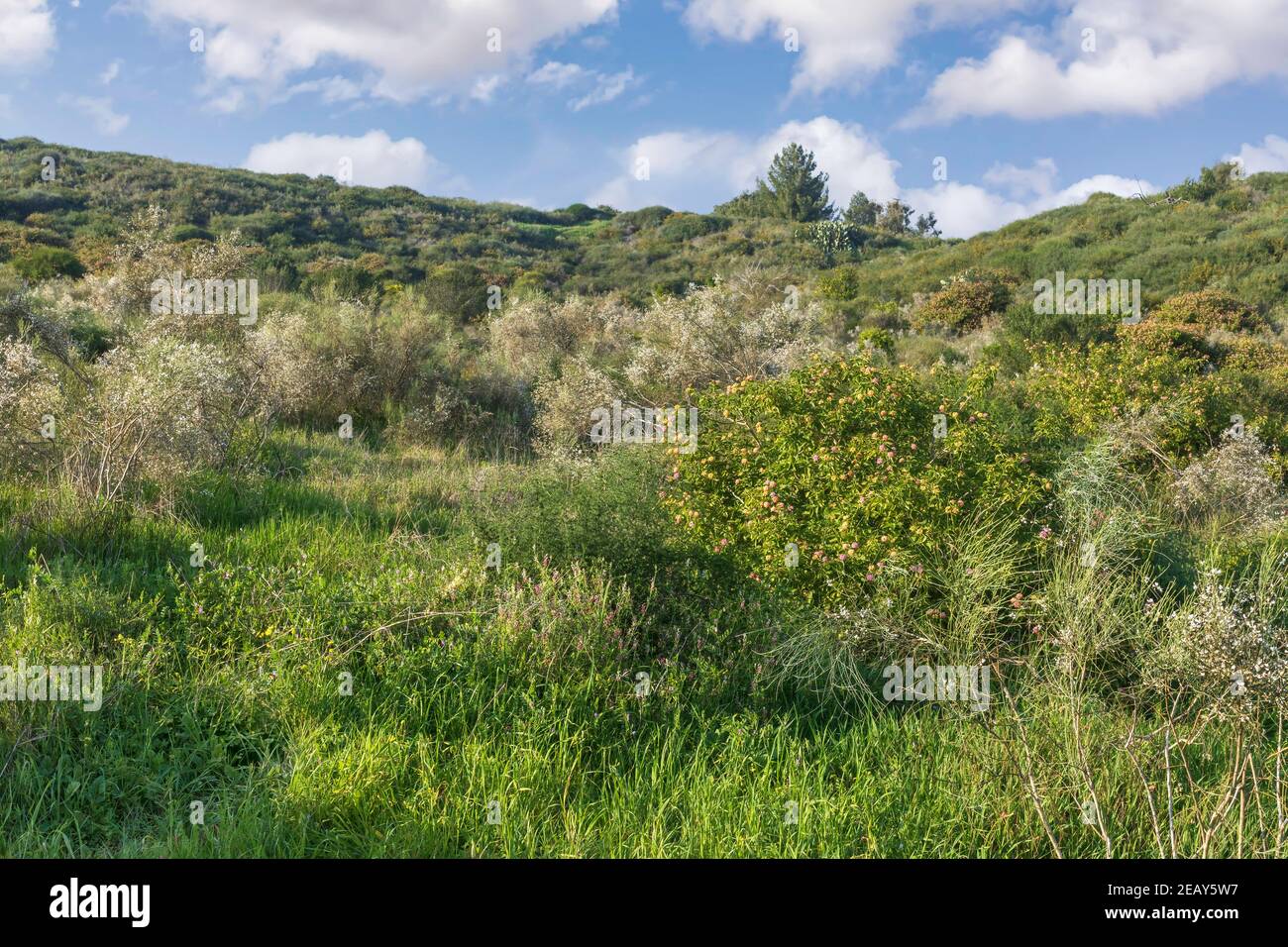 Green grass and flowering bushes against the sky with clouds. Landscape ...
