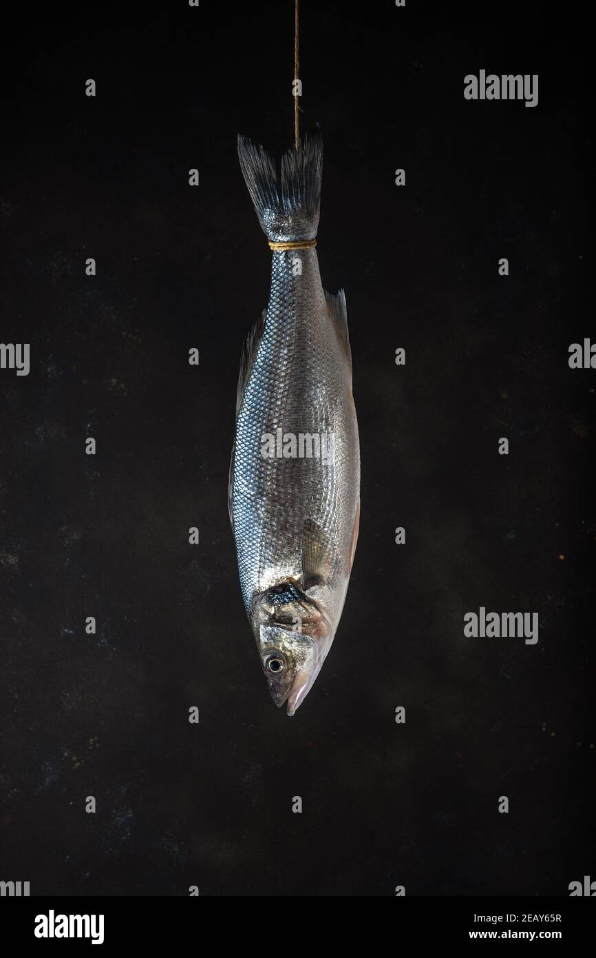 Fresh seabass fish hang on a rope on a black background. Seafood ...