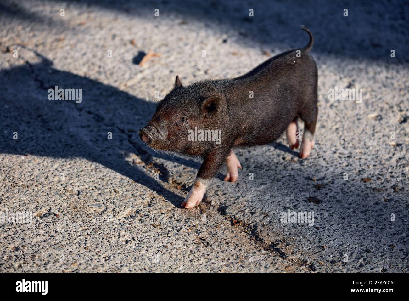 Adorable black mini pig and her shadow Stock Photo - Alamy