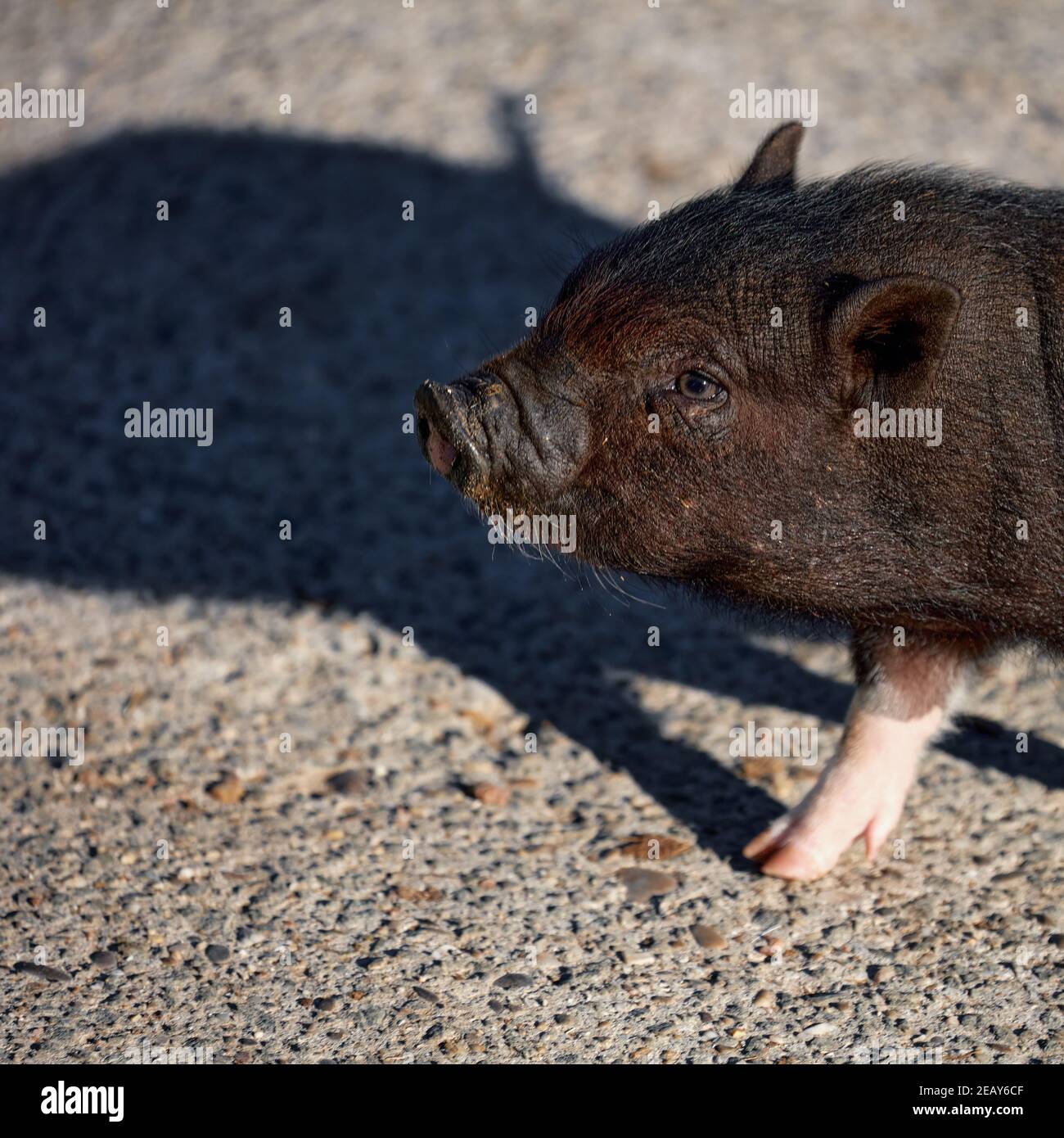 Adorable black mini pig and her shadow Stock Photo - Alamy