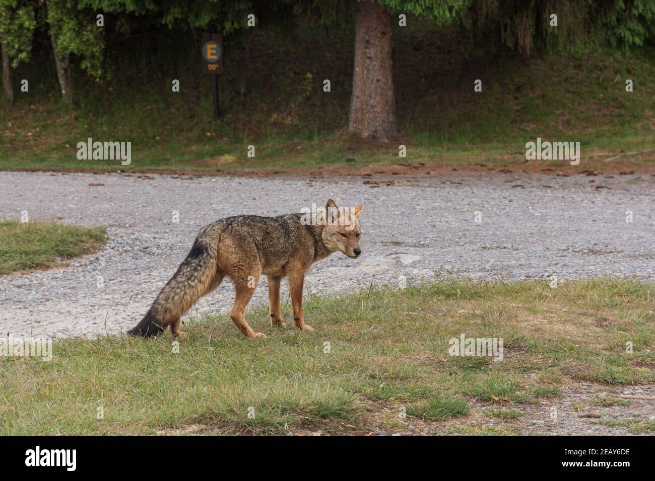 Close-up view of South American gray fox in Los Alerces National Park ...