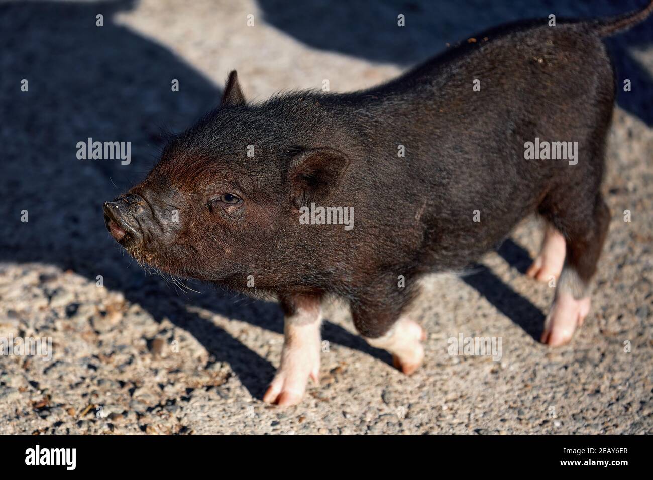 Adorable black mini pig and her shadow Stock Photo - Alamy