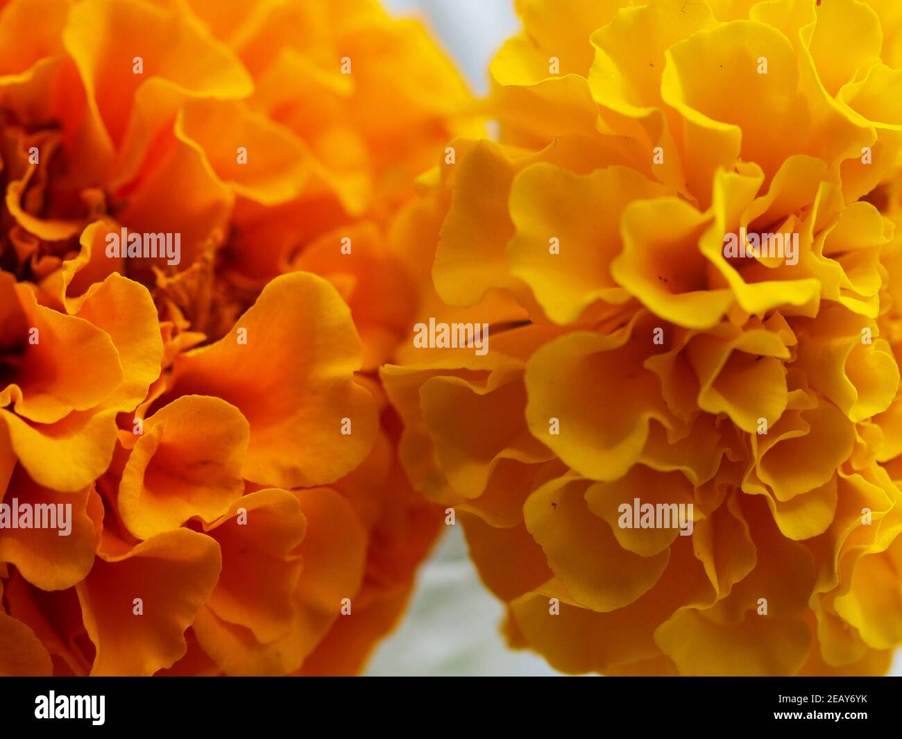 Scented marigolds hi-res stock photography and images - Alamy