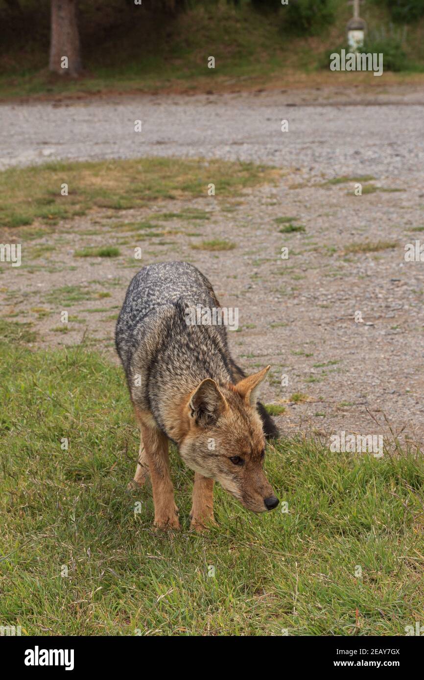 Close-up view of South American gray fox in Los Alerces National Park ...