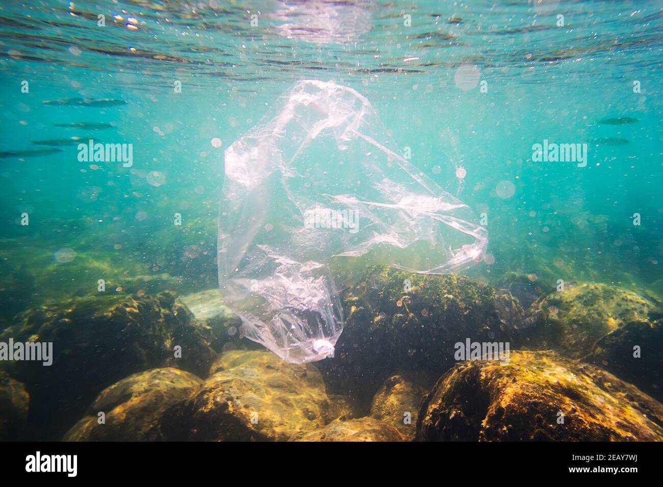 Plastic bag on corals in the tropical coral reef of the indian ocean ...