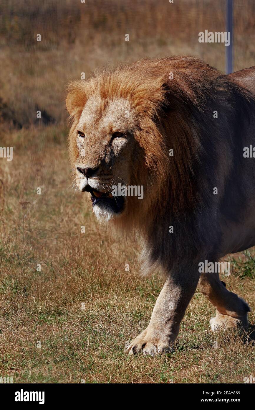 Lion battle scars hi-res stock photography and images - Alamy