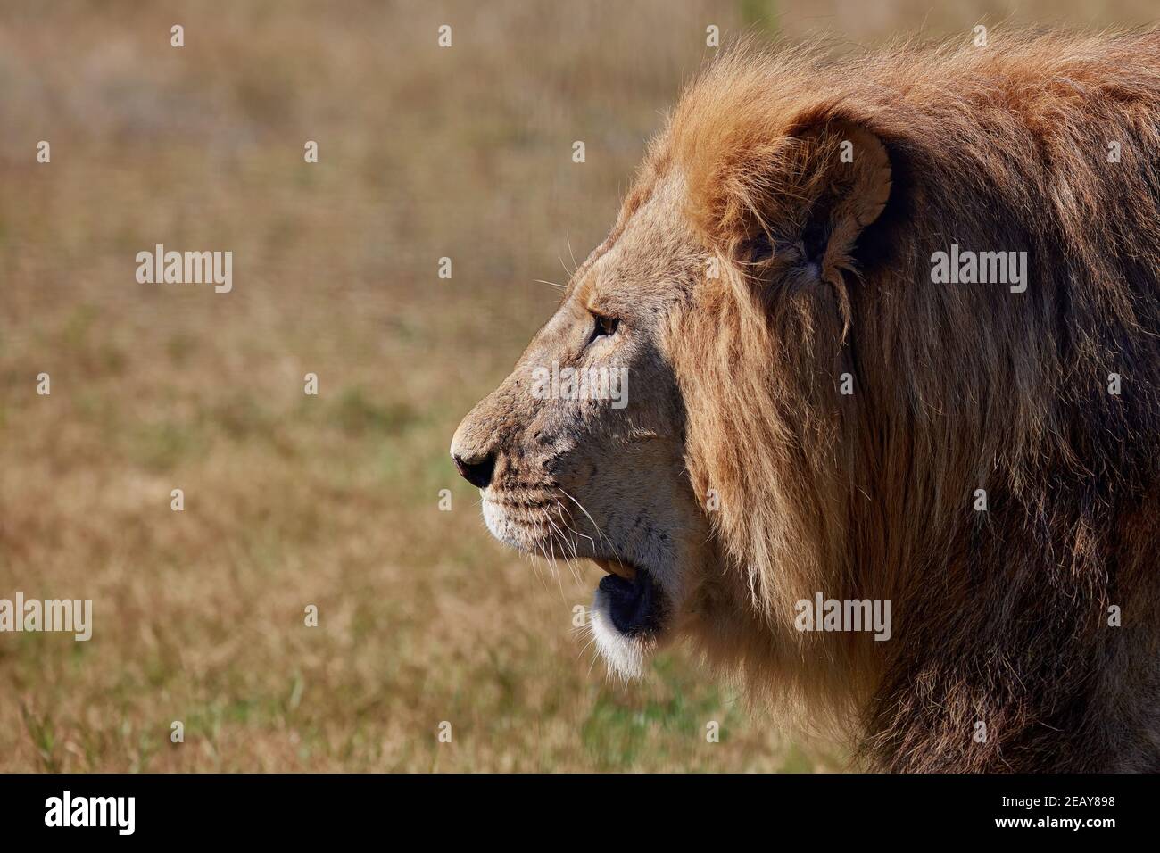 Beautiful Lion Caesar in the savanna. scorched grass. male with battle ...
