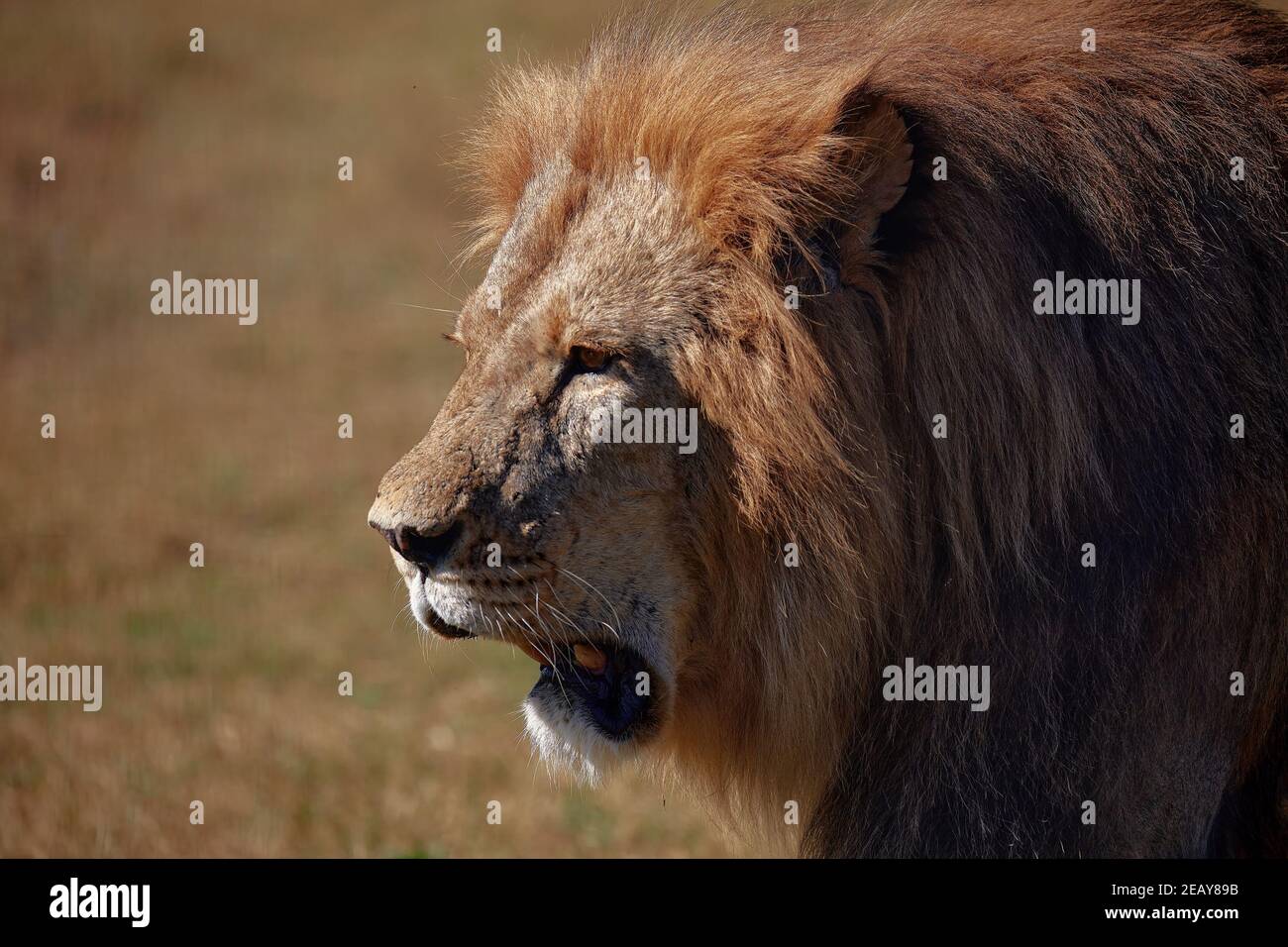 Beautiful Lion Caesar in the savanna. scorched grass. male with battle ...
