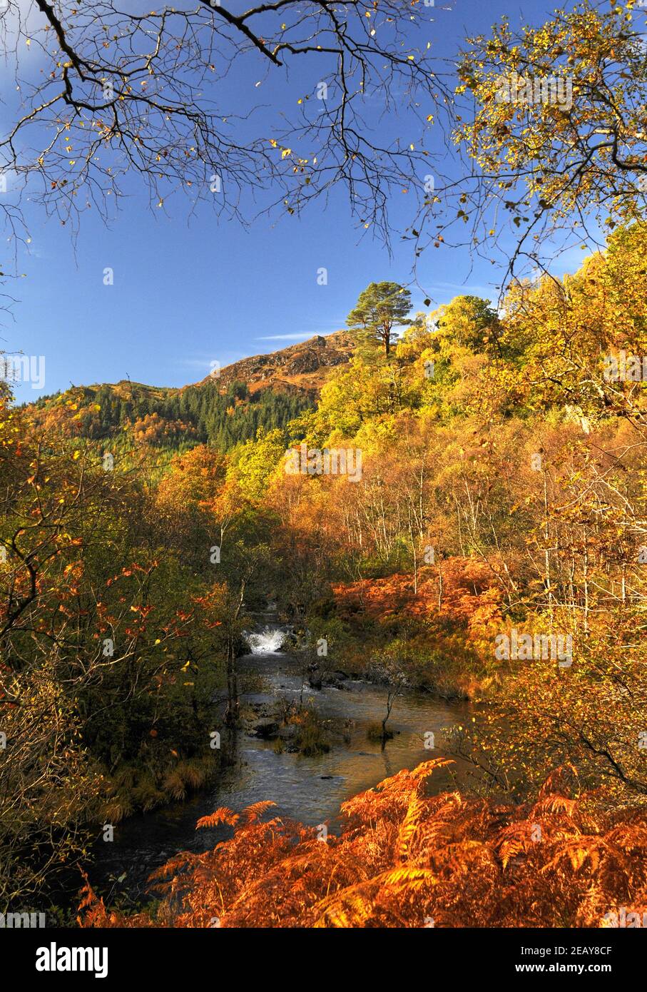 Spectacular autumn colours in the Trossachs, Scotland Stock Photo - Alamy