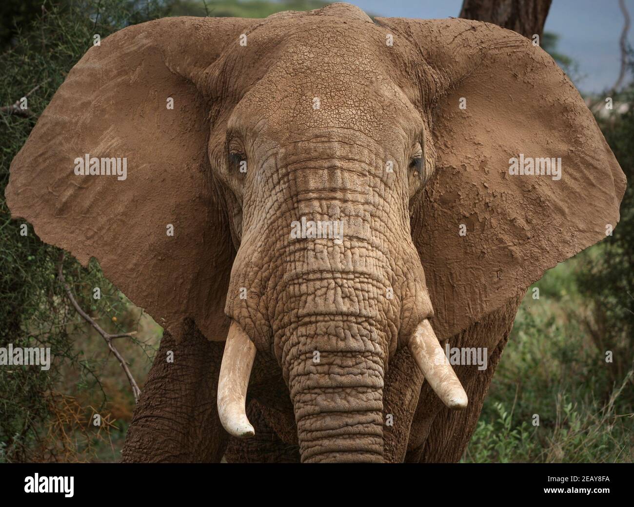 Close up of African elephant face on with crusty muddy face showing ...